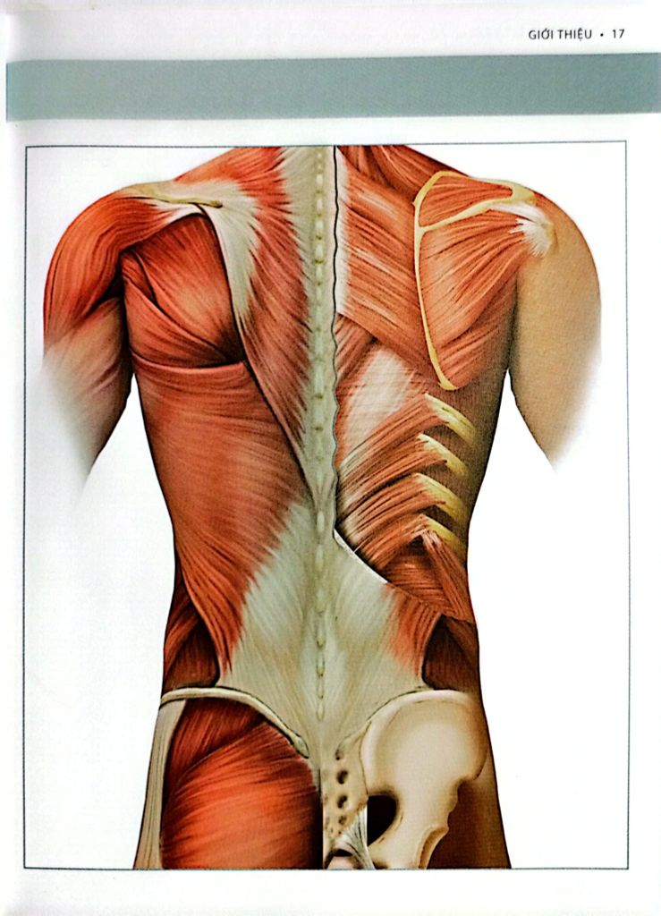 Sách Kỹ Thuật Mát Xa Tăng Cường Sức Khỏe (Sách Ảnh; In Màu) - Dr. Abby ...