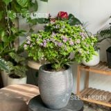 Linh Sam Bonsai Chậu Lu mini – SeeGarden