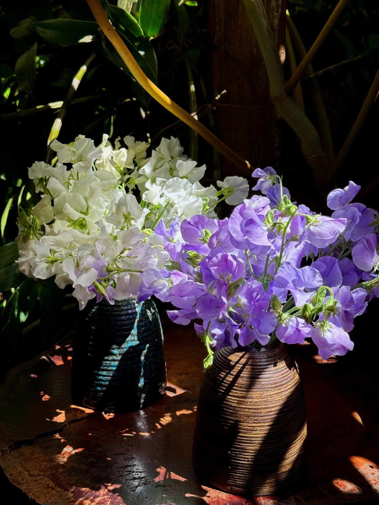 Sweet Pea - Hoa Đậu Thơm – NGUYEN FLOWER FARM