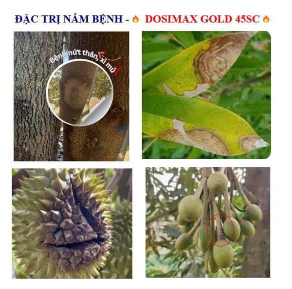 Thuốc trừ bệnh DOSIMAX GOLD 45 SC đặc trị nấm bệnh, xì mủ, thán thư, t