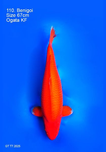 Showa 90 – KOILOVER