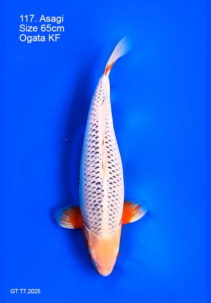 Asagi 116 – KOILOVER