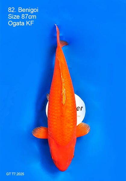 Benigoi 81 – KOILOVER