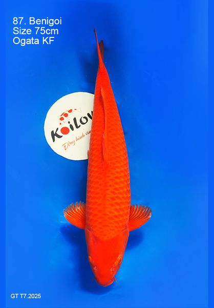Benigoi 81 – KOILOVER