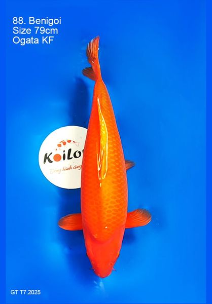 Benigoi 81 – KOILOVER