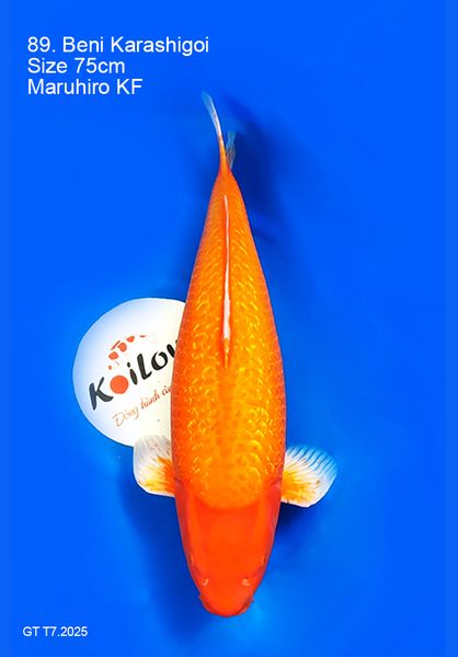 Benigoi 81 – KOILOVER