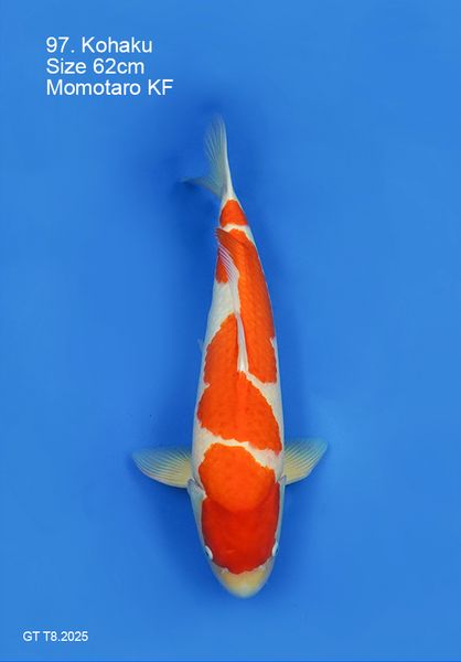 Showa 90 – KOILOVER