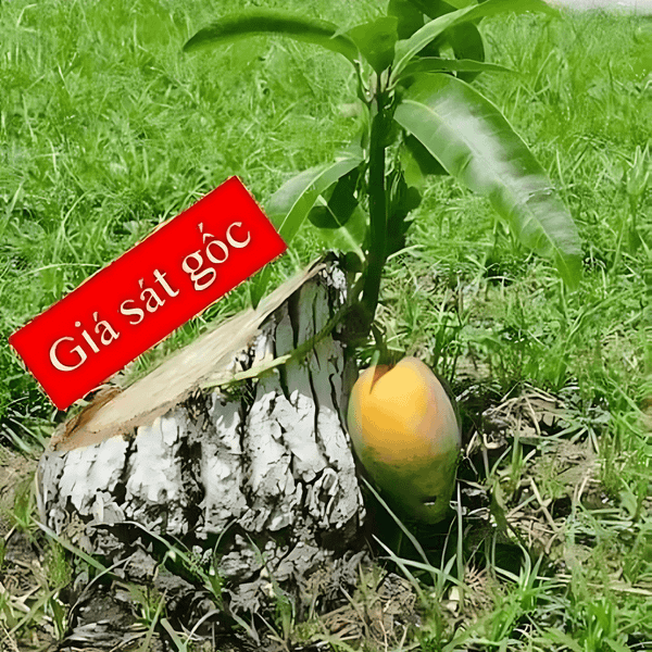 [MONO 80W 6V] Tấm pin năng lượng mặt trời mono 80w 6v - LOẠI XỊN ...