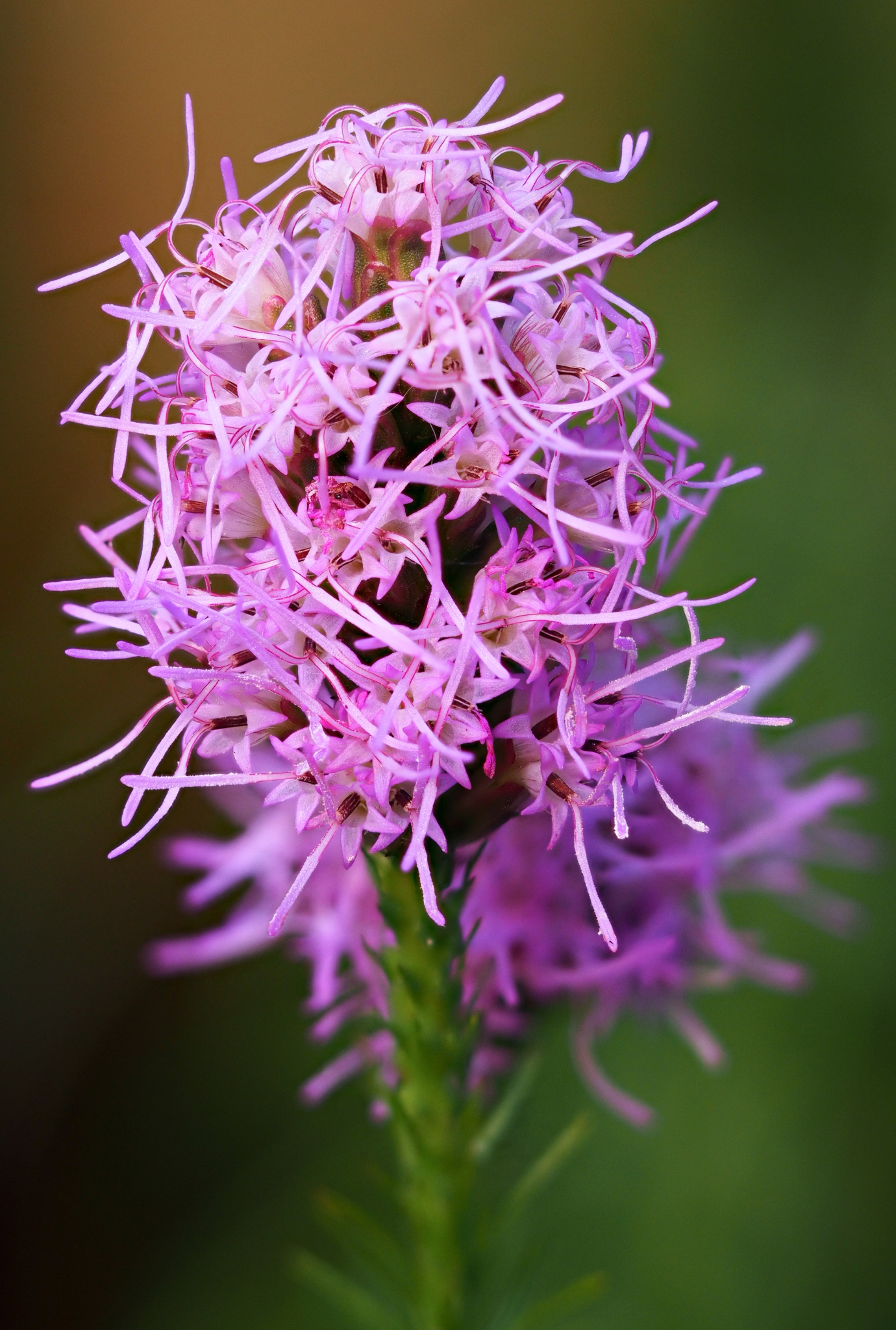 Liatrix Absolute (Firmenich) – Nezéum