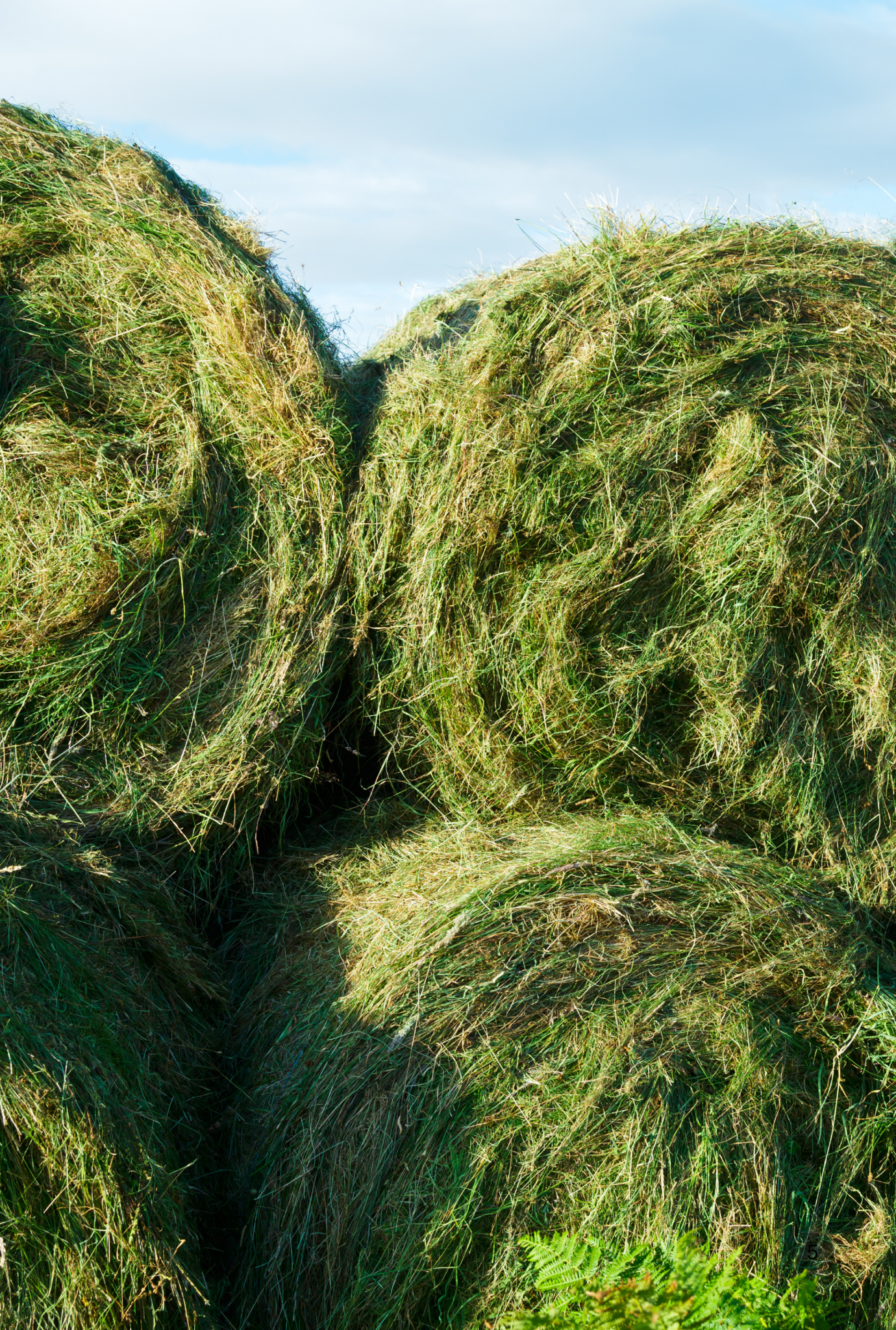 Hay Absolute, France – Nezéum