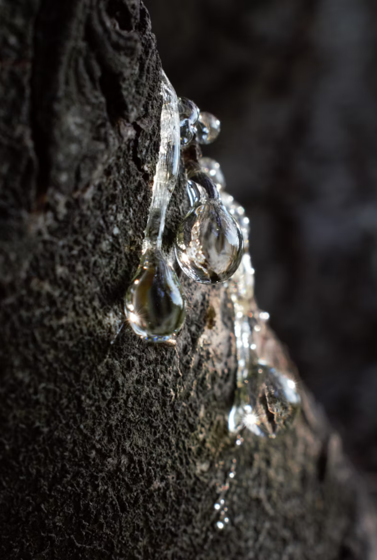 Elemi Oil, Wild Harvested – Nezéum