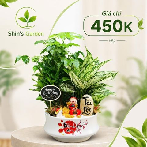 Cây kim tiền mini để bàn: ý nghĩa phong thủy, cách chăm sóc và giá bán ...
